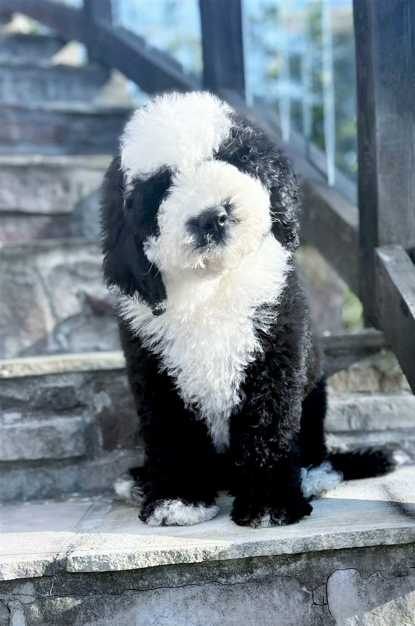 Sheepadoodles | Find Your Sheepadoodle Today — Rockadoodles