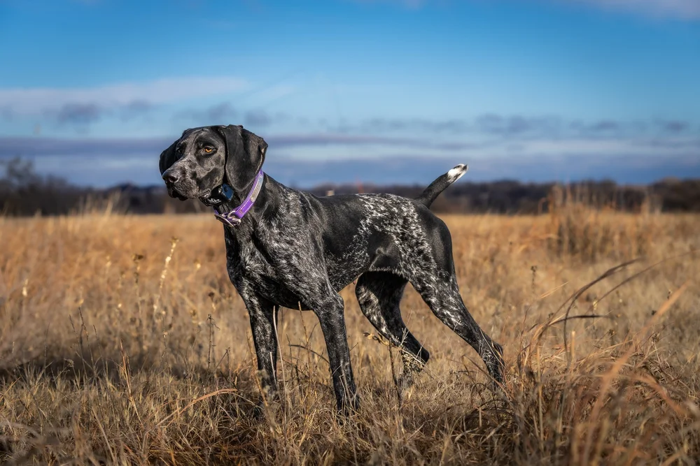 “SHOCK” - STANDING STONES UNEXPECTED UT-1 — Standing Stone Kennels