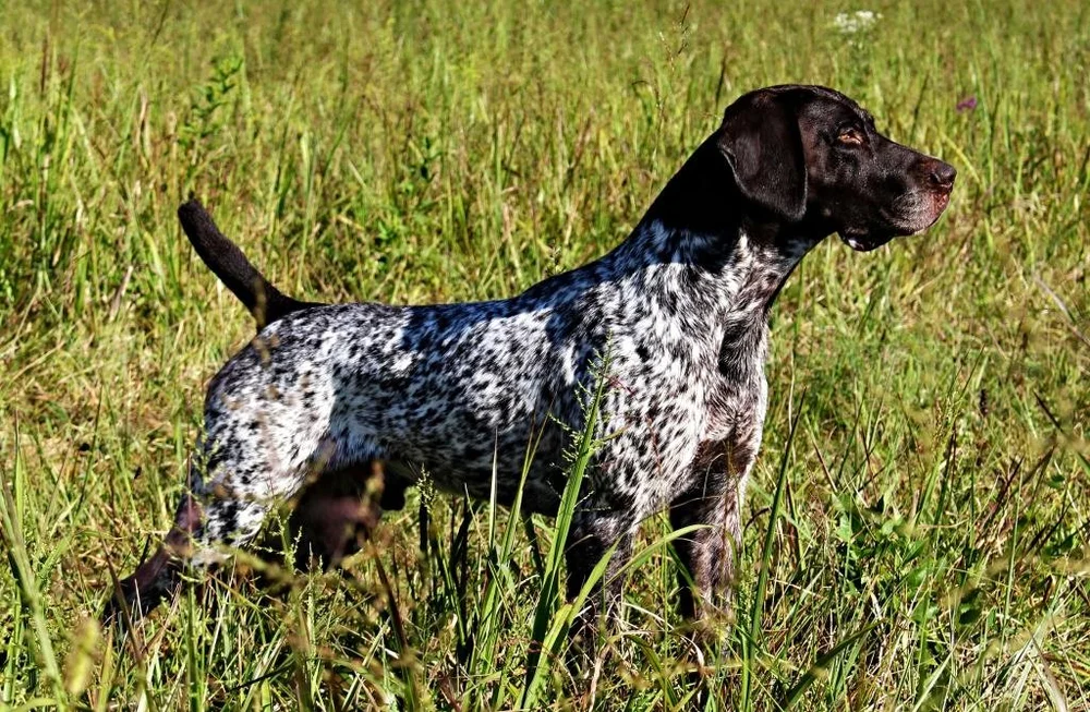 Dogs — Standing Stone Kennels