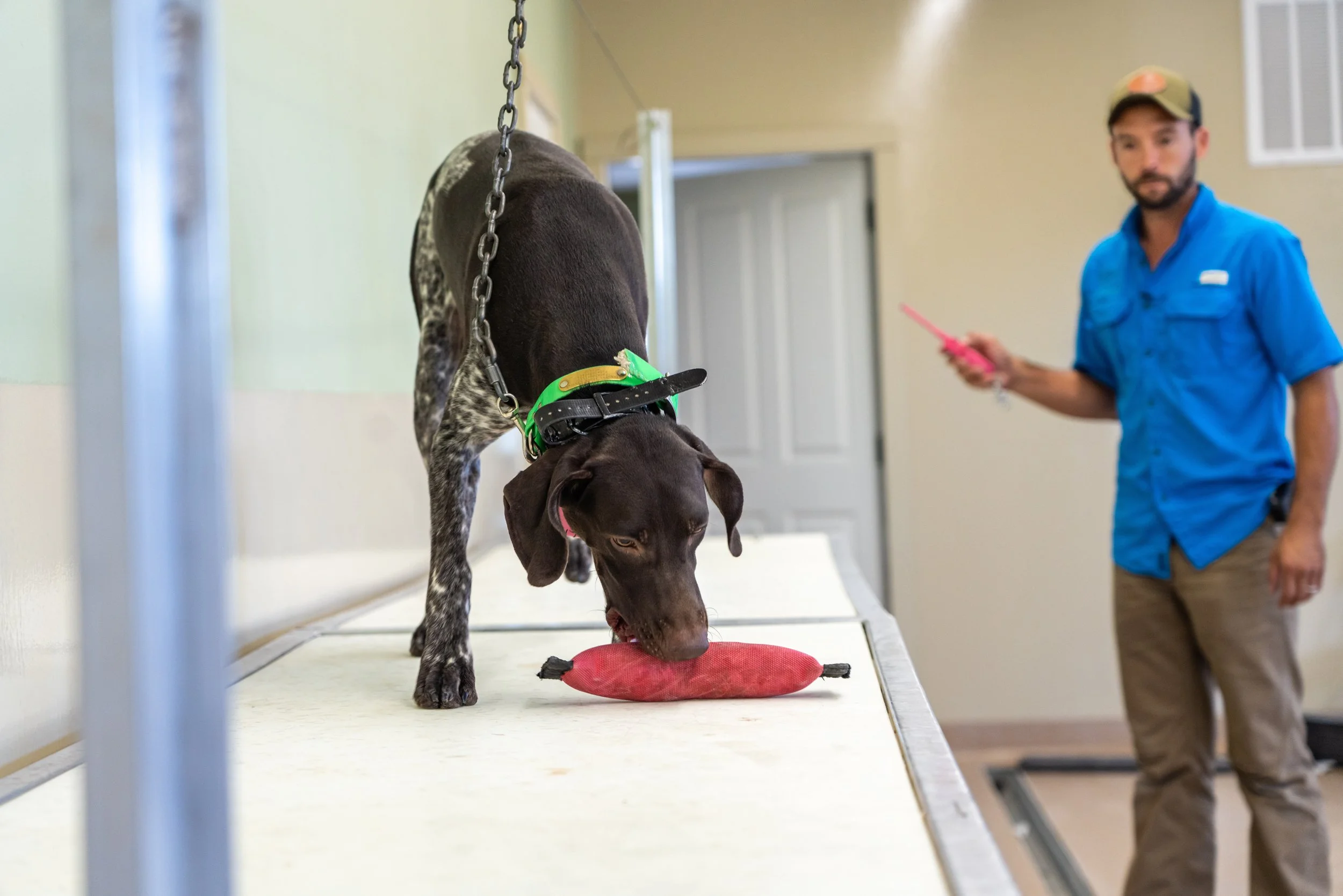 Courses — Standing Stone Kennels