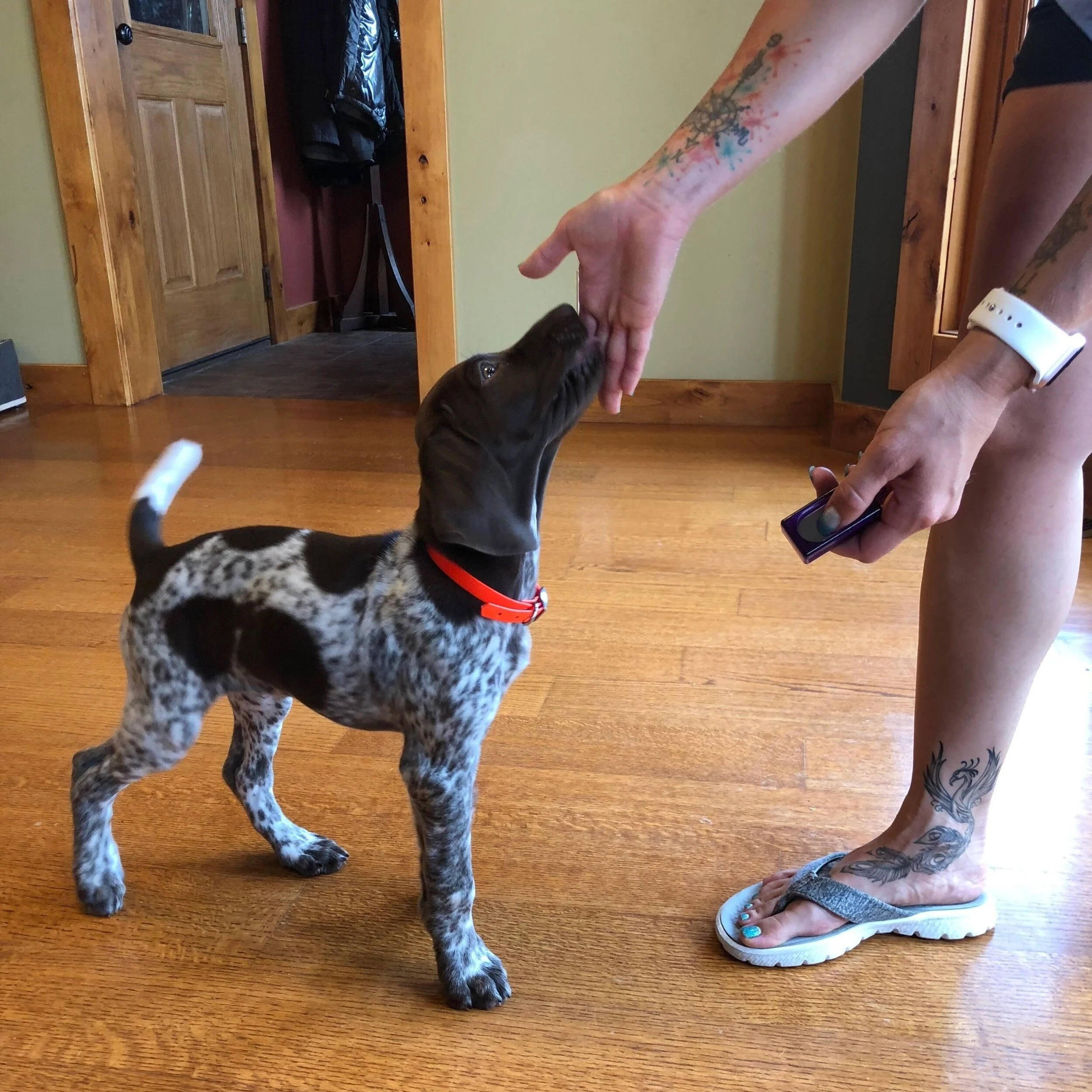 3 Things You Need To Know About Clicker Training — Standing Stone Kennels