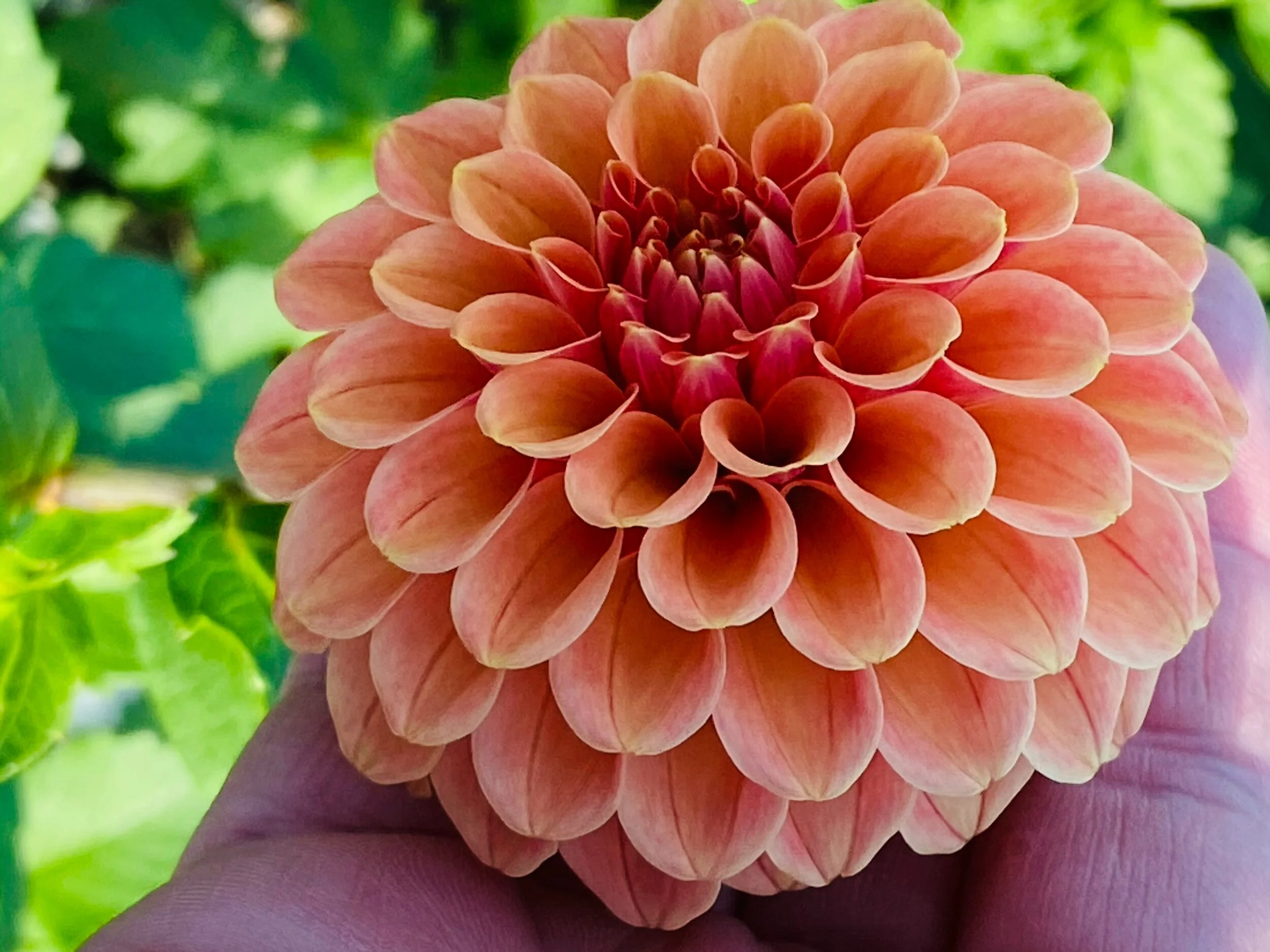 Three Joi Flowers