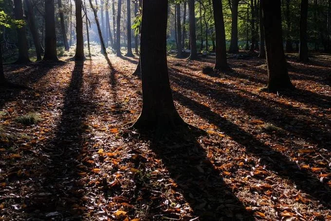 Areas of Focus | Holistic Mental Health Solutions | The Witch's ...