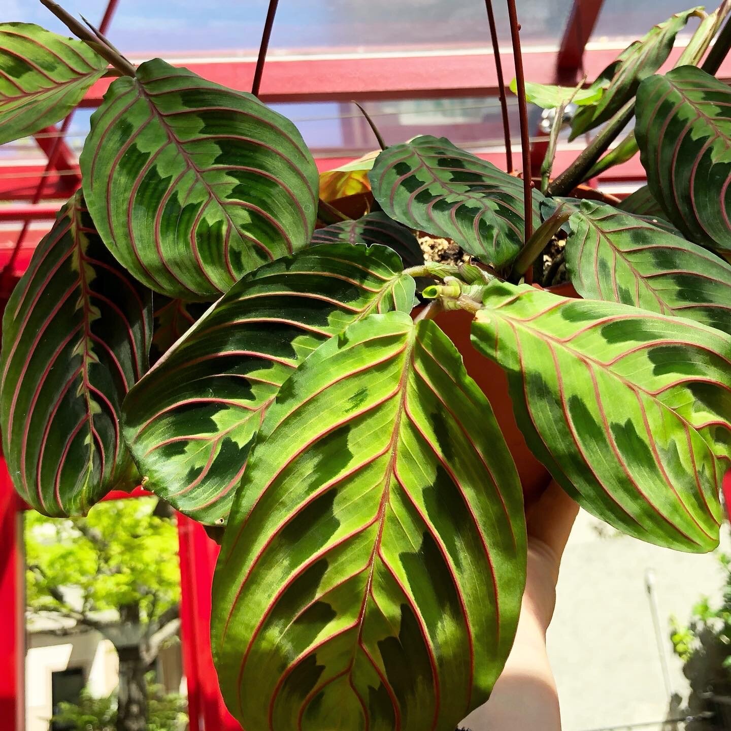 PLANT CONNECTION SF