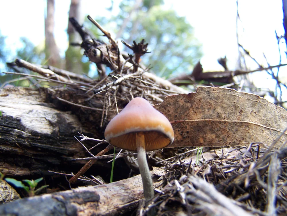 Educational resources for southern Australian Psilocybe species