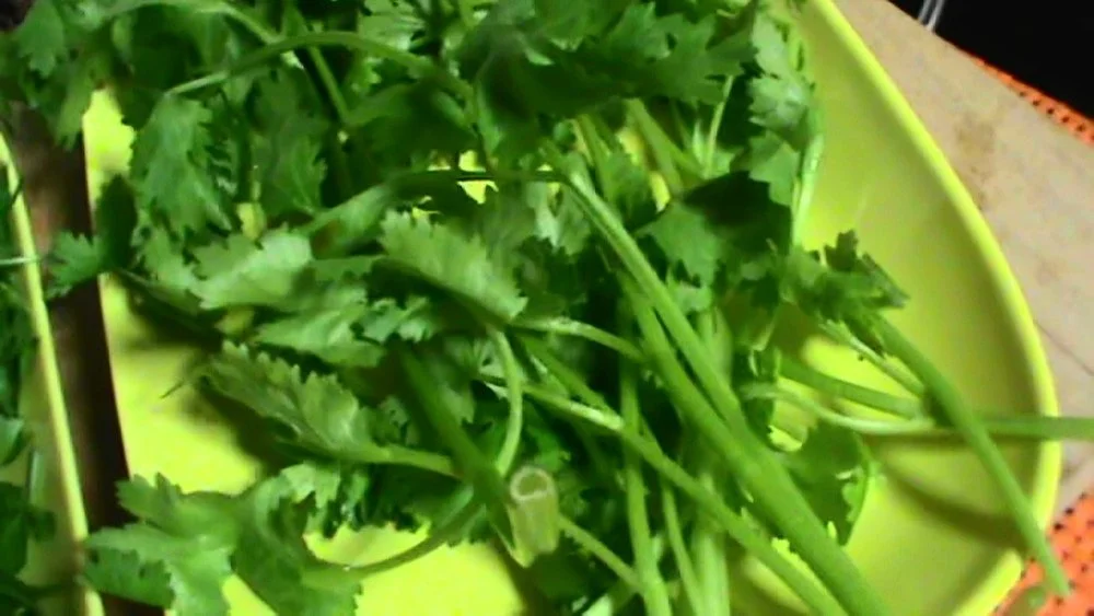 Cilantro (secar en el microondas) | Cocinando a mi manera