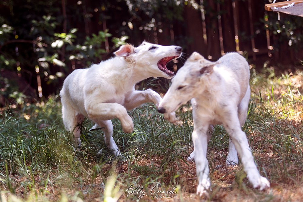 Exercising a Borzoi Puppy — Rezance Borzoi