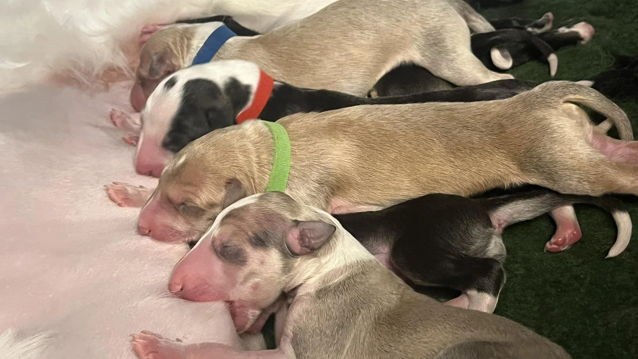 Famous Paintings Litter — Rezance Borzoi