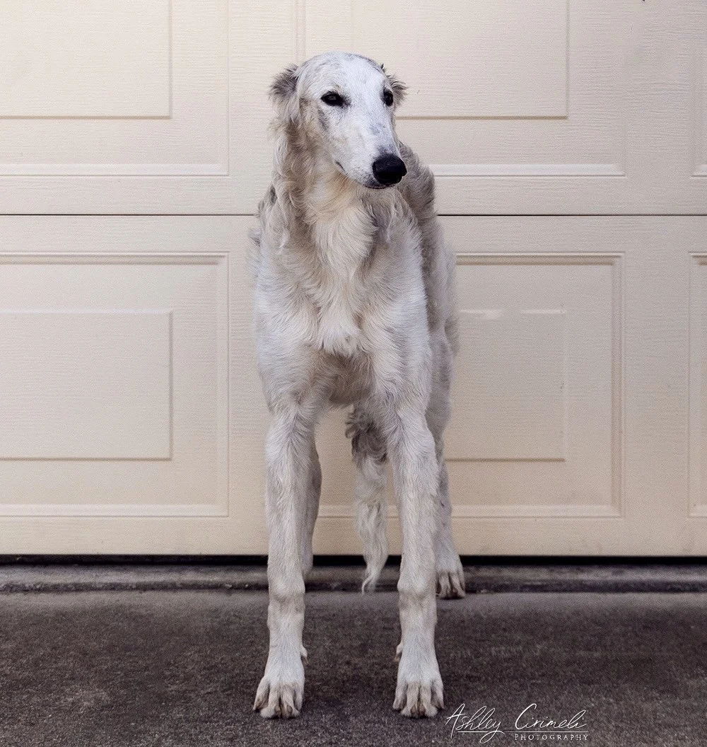 Exercising a Borzoi Puppy — Rezance Borzoi