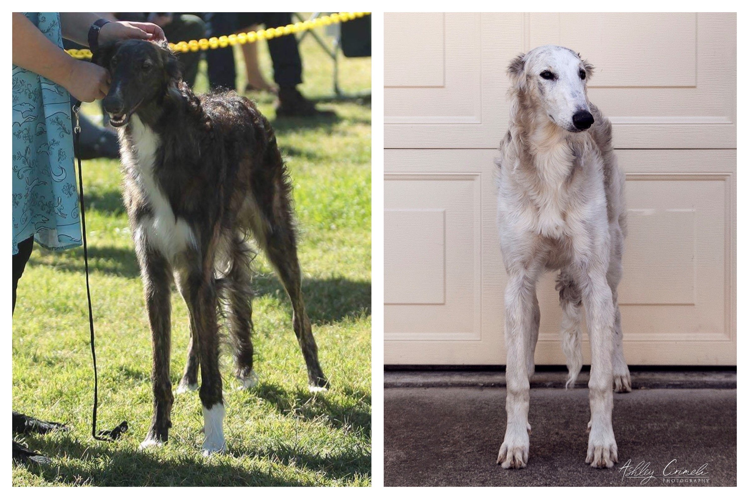 Exercising a Borzoi Puppy — Rezance Borzoi