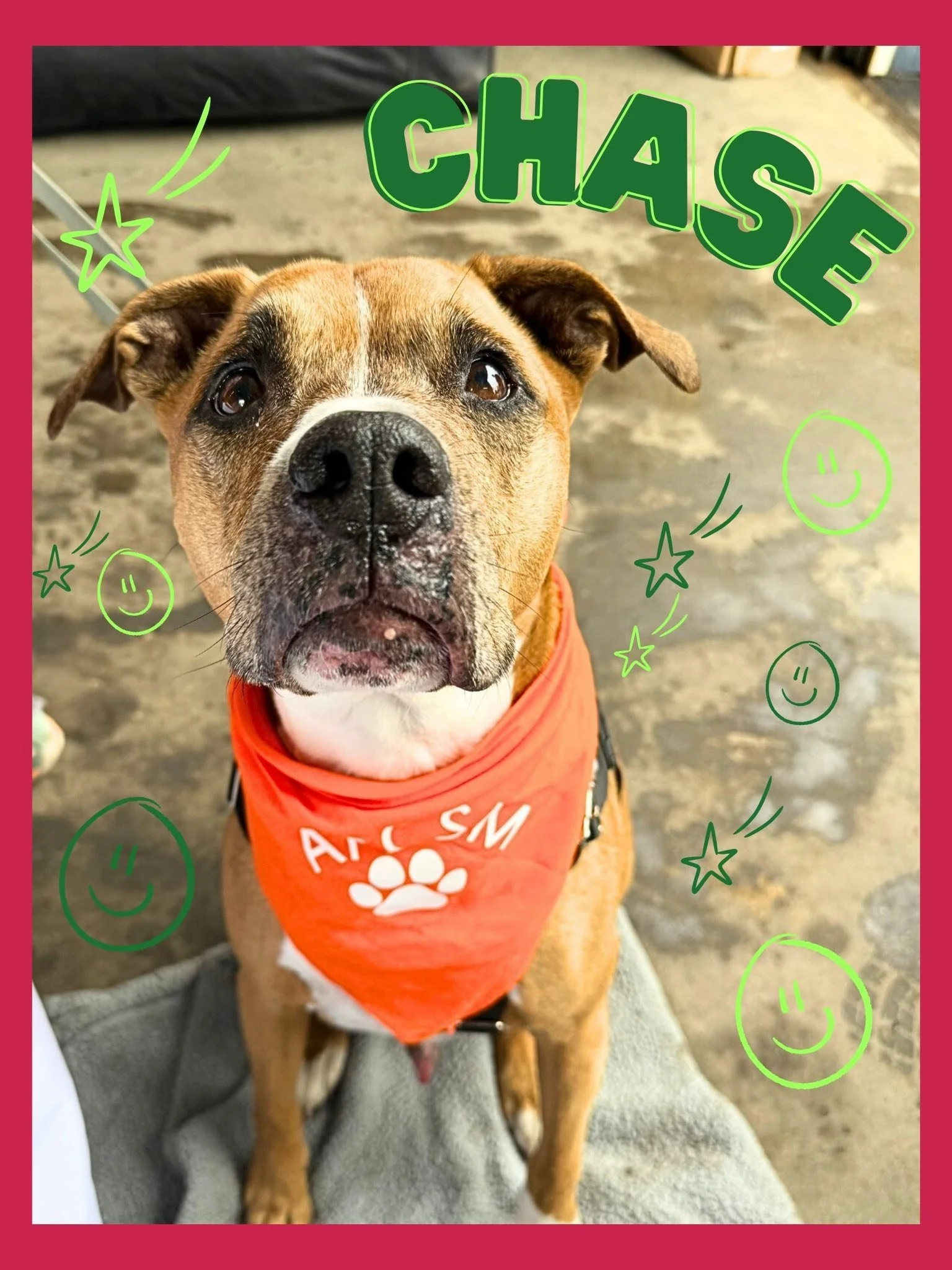 Featured Pet — APCSM