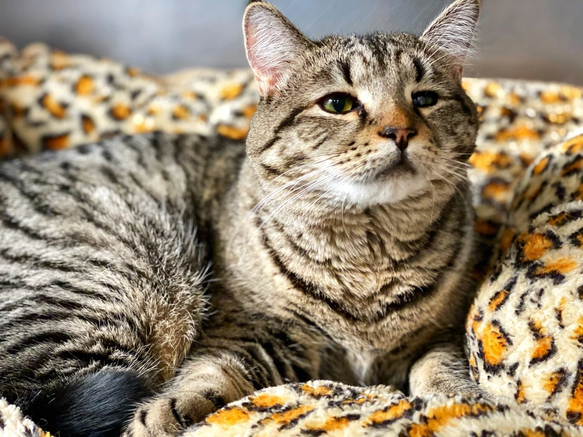 Our Mission — APCSM