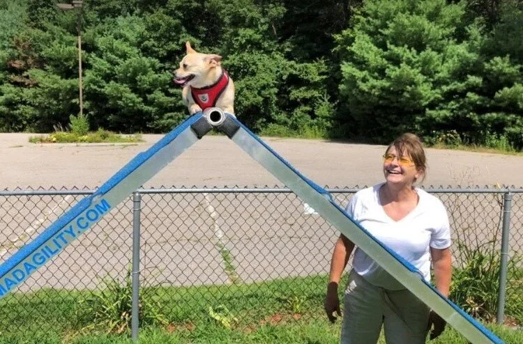 APCSM Dog Training — APCSM