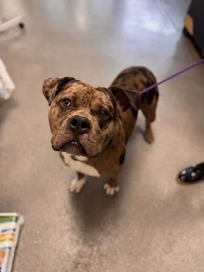 Featured Pet — APCSM