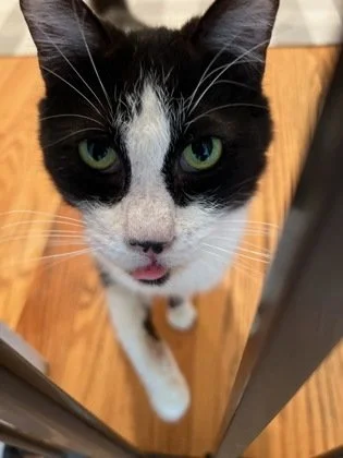 Featured Pet — APCSM