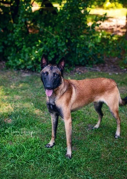 Featured Pet — APCSM