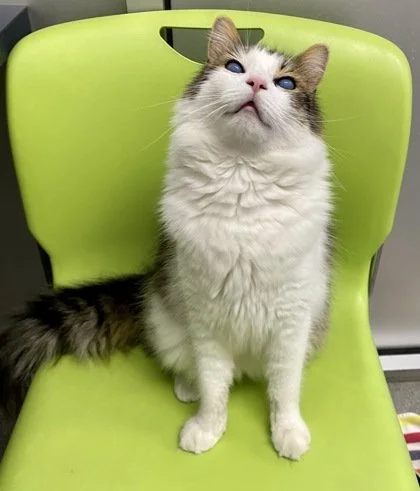 Featured Pet — APCSM