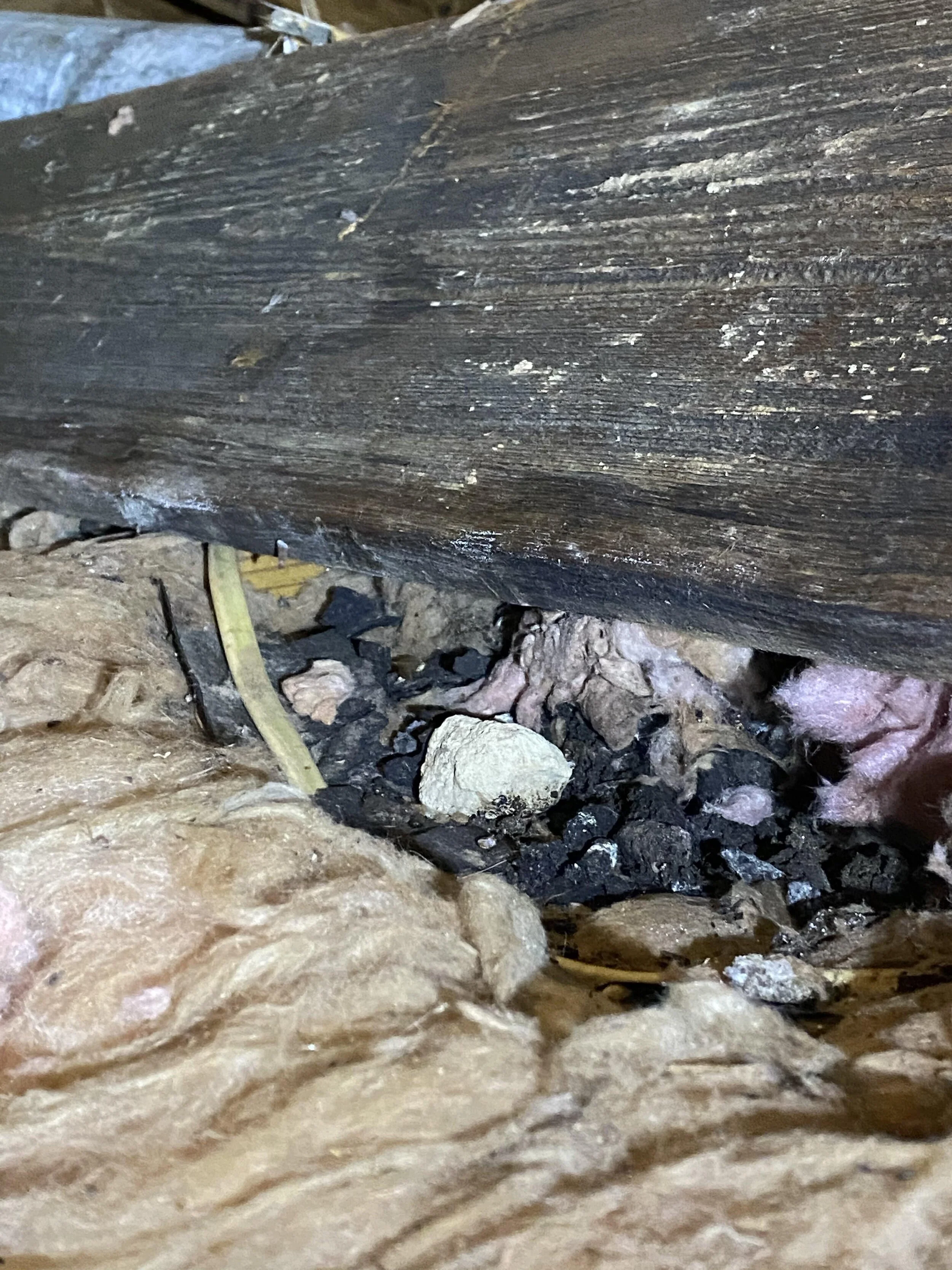 Critter Getter and Prevention, LLC