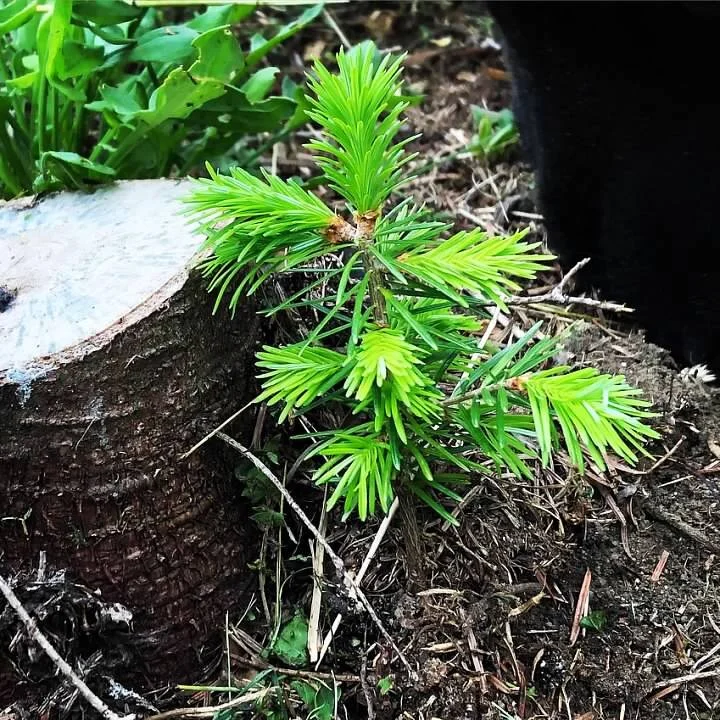 Tree Seedling Care — Windy Mountain Farm