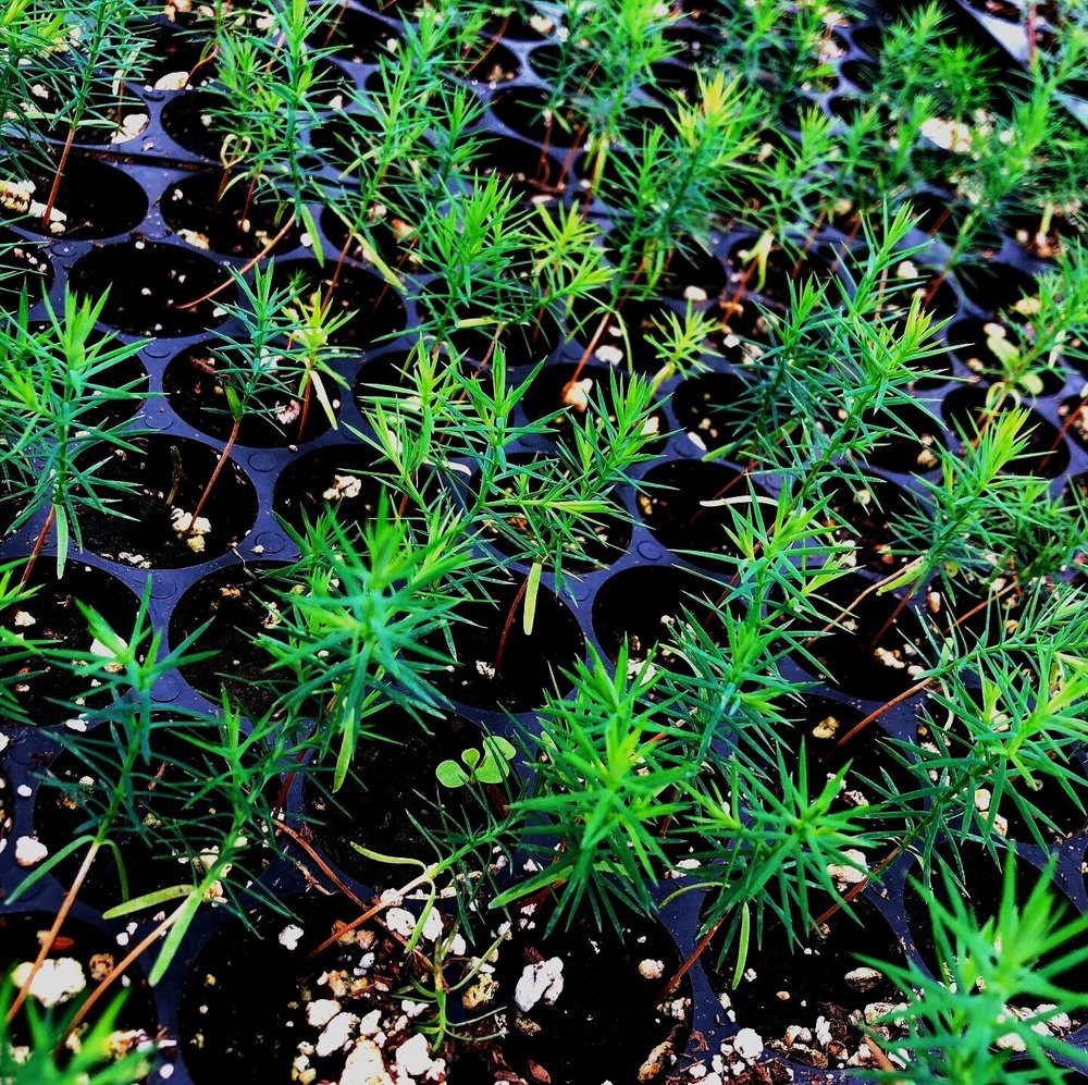 Shop Tree Seedlings — Windy Mountain Farm