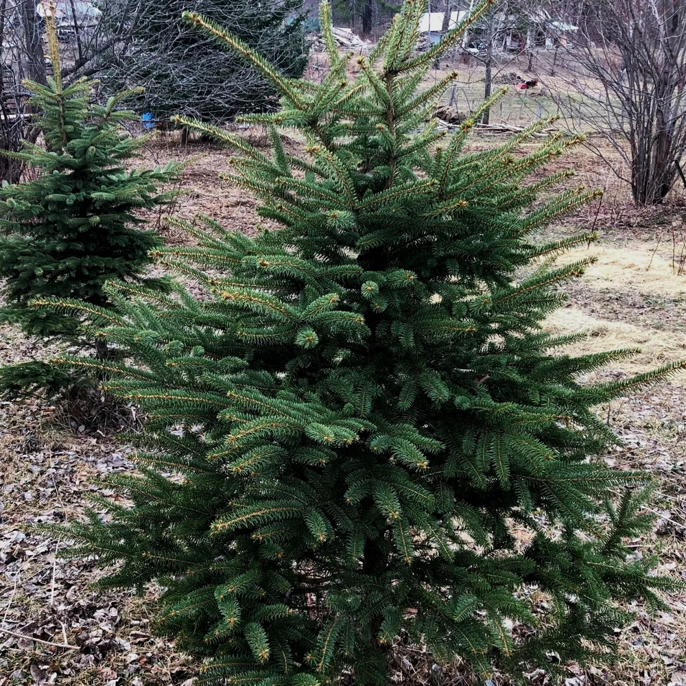 Tree Seedling Info — Windy Mountain Farm