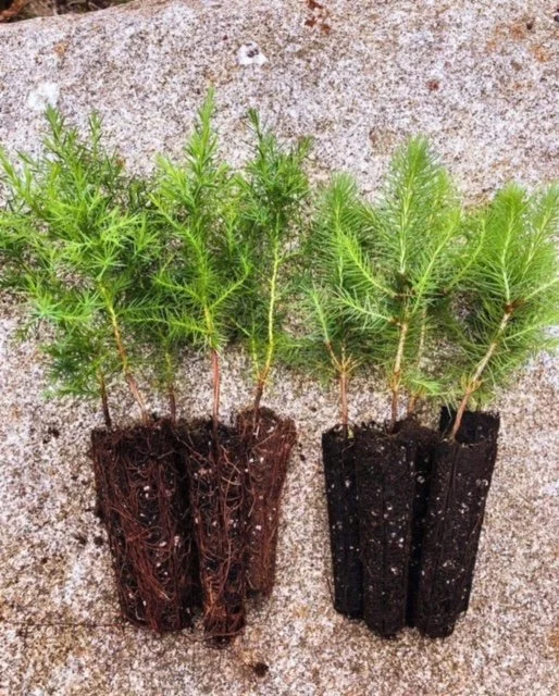 Shop Tree Seedlings — Windy Mountain Farm