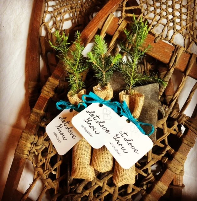 Shop Tree Seedlings — Windy Mountain Farm