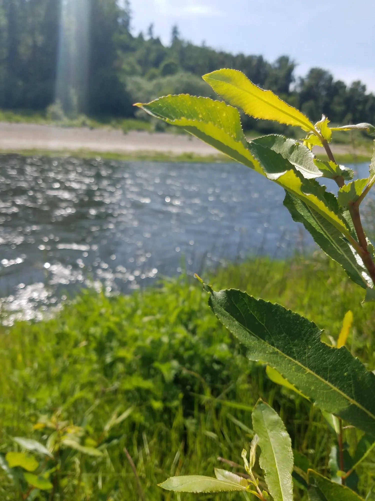 Chehalis River Basin Land Trust