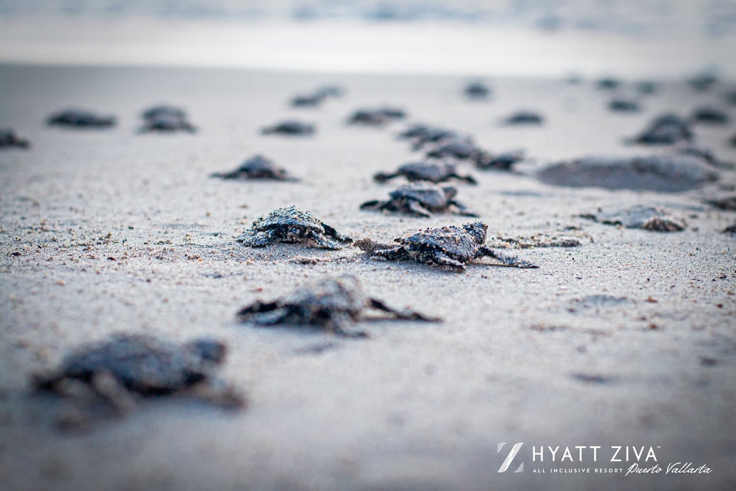 Hyatt Ziva Puerto Vallarta Boosting Turtle Numbers — Green Globe