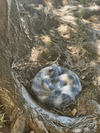 Concrete Garden Snail Stepping Stone - Perfect Gift for Garden ...