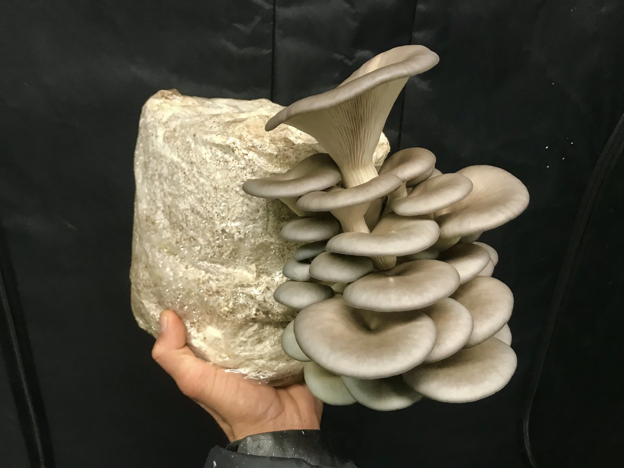Indoor Mushroom Grow Kits — Midway Mushrooms