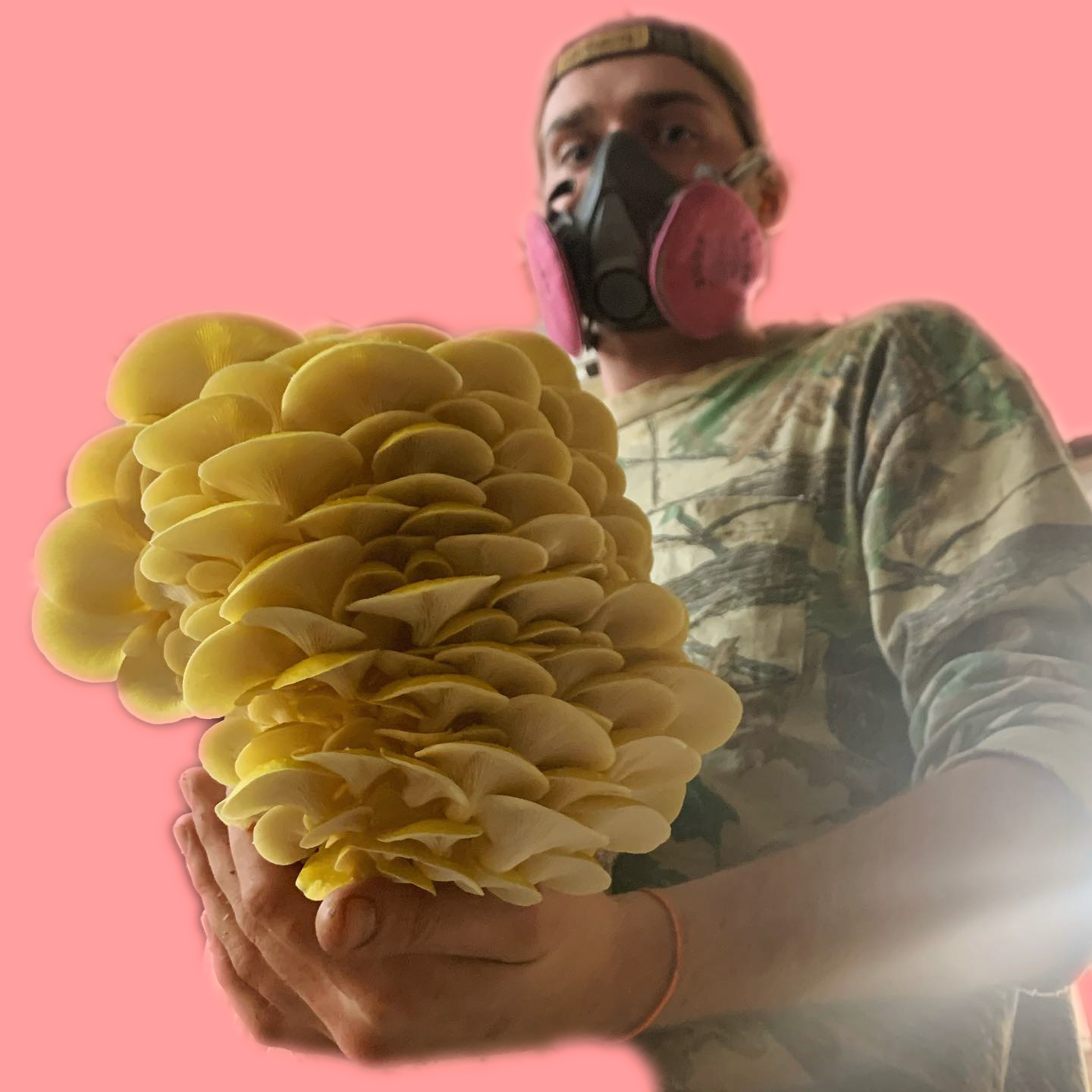 Midway Mushrooms - A Gourmet Mushroom Farm in Sewanee, Tennessee