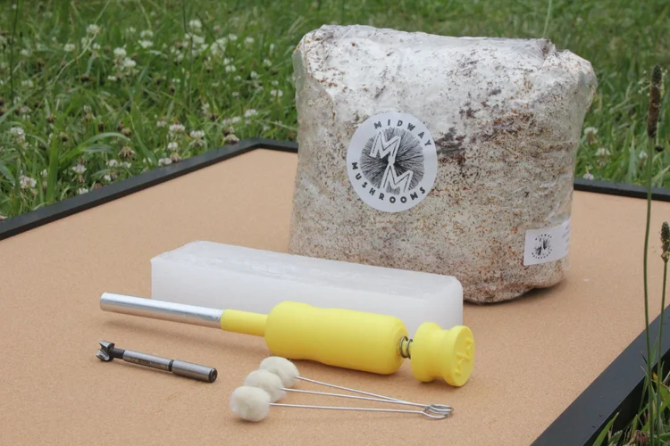 Growing Mushrooms on Logs — Midway Mushrooms