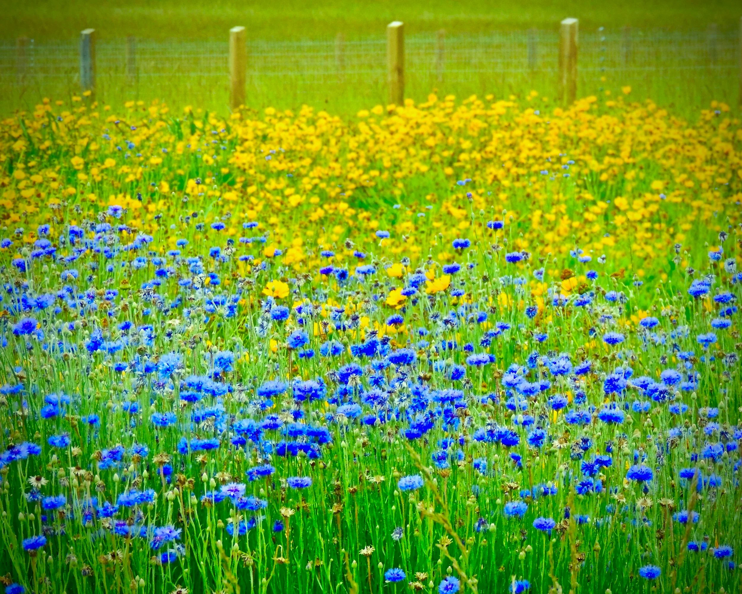 Don Moore Photography - Williamsburg, VA