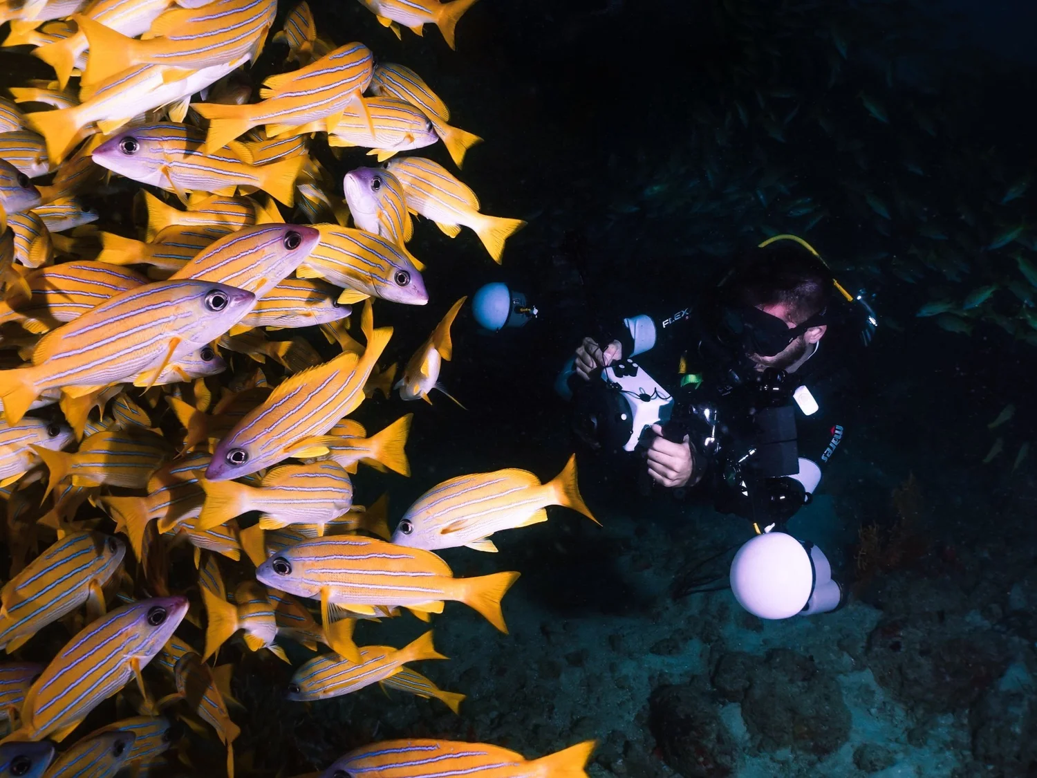 Best Underwater Cameras for Scuba Diving: My Top Picks — Balazs Fodor ...
