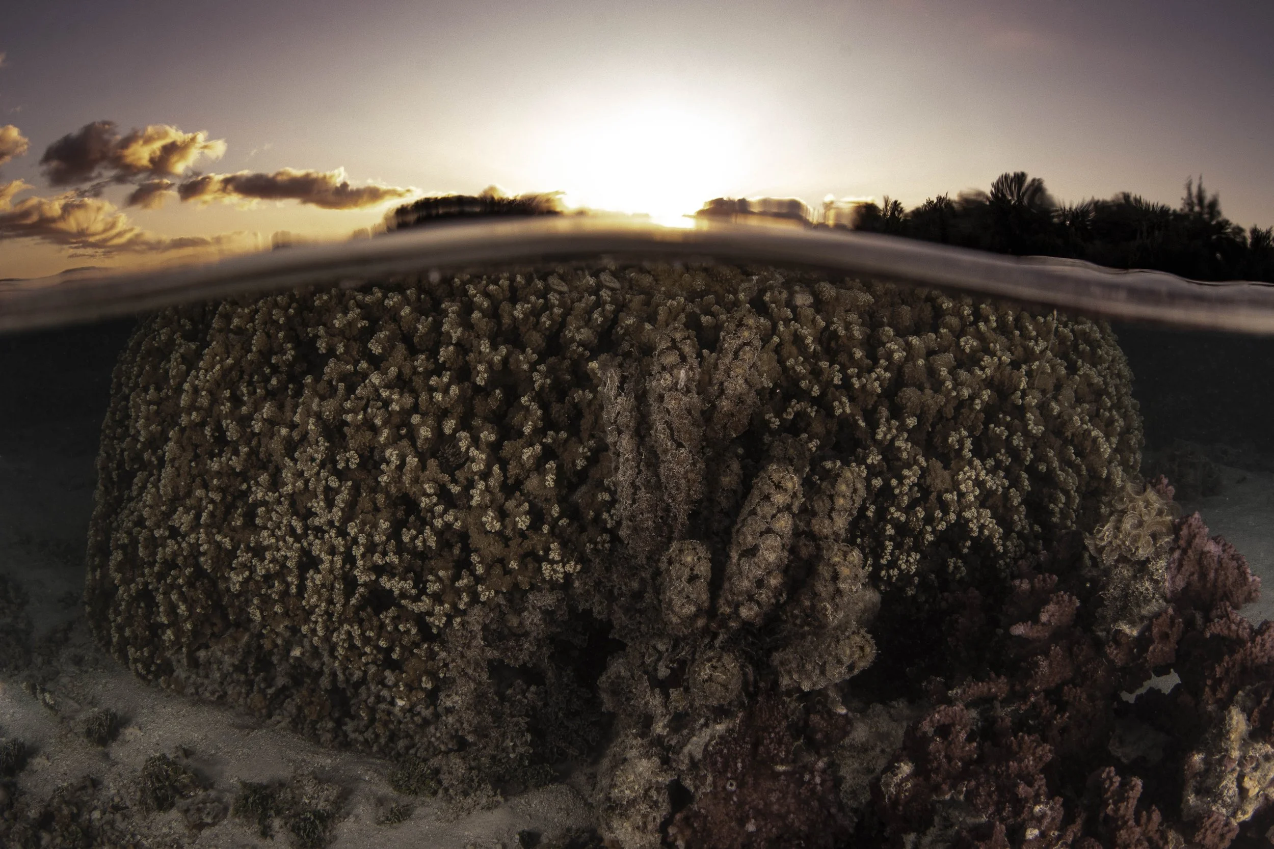 How to Shoot Over-Under Photos: Underwater Split Shot Photography Guide ...