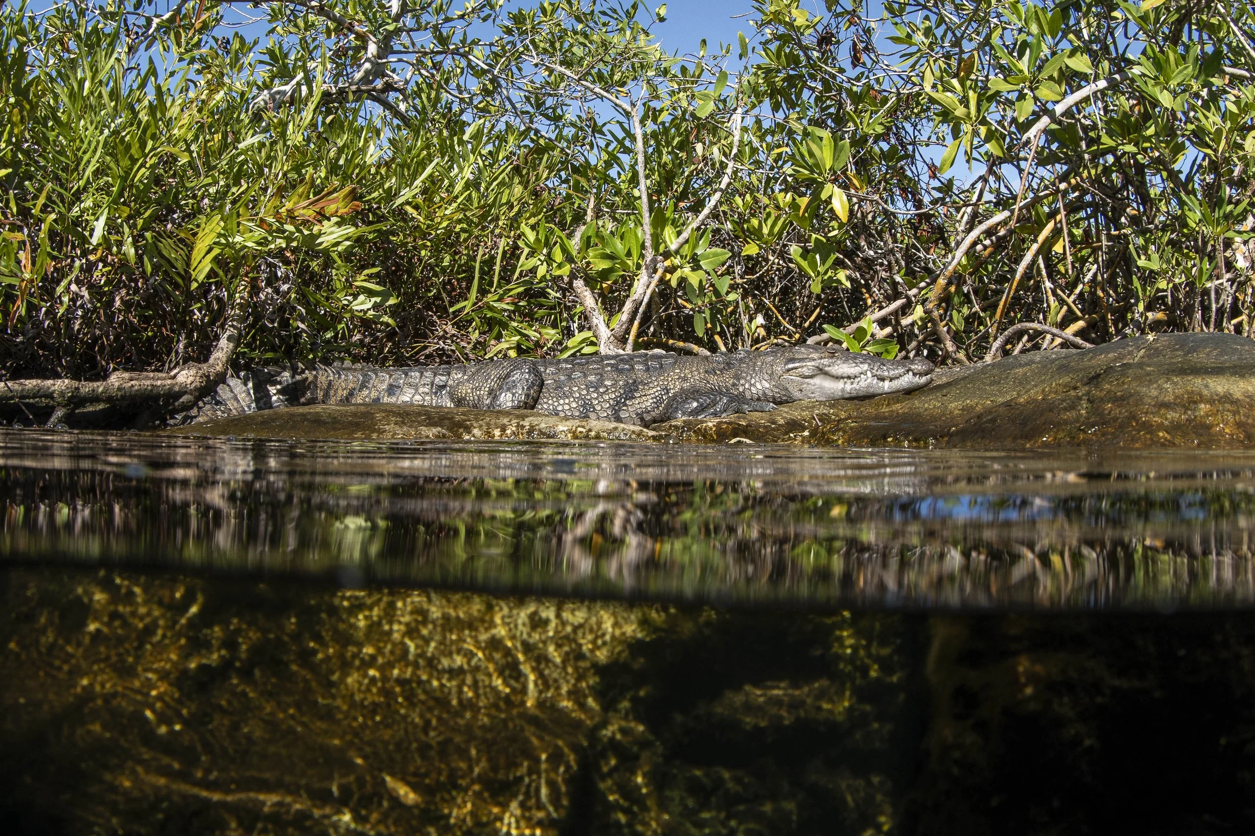 How to Shoot Over-Under Photos: Underwater Split Shot Photography Guide ...