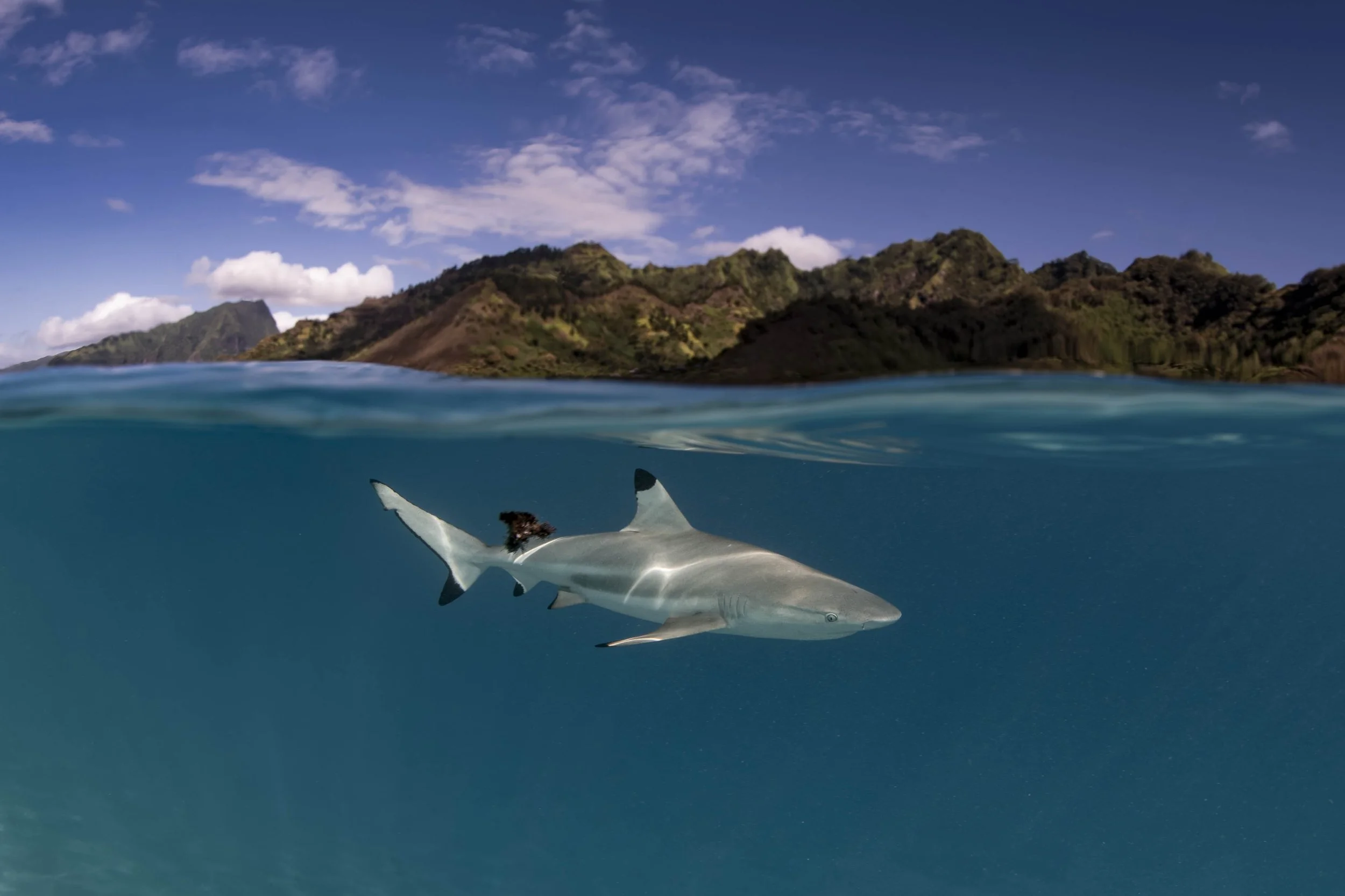 How to Shoot Over-Under Photos: Underwater Split Shot Photography Guide ...