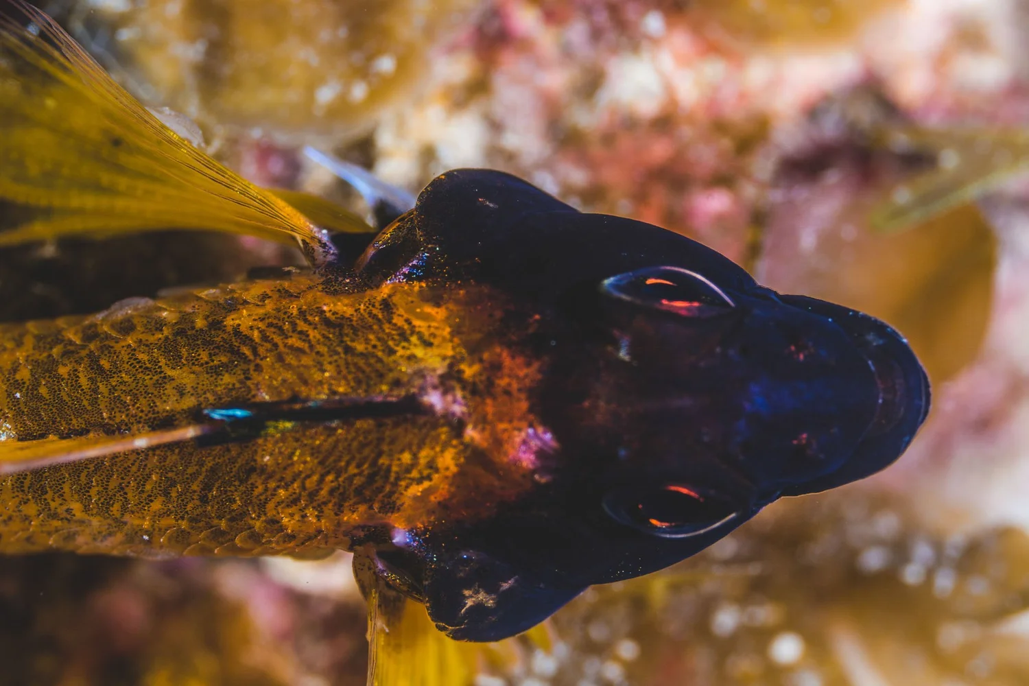A Complete Guide To Underwater Photography — Balazs Fodor Photography