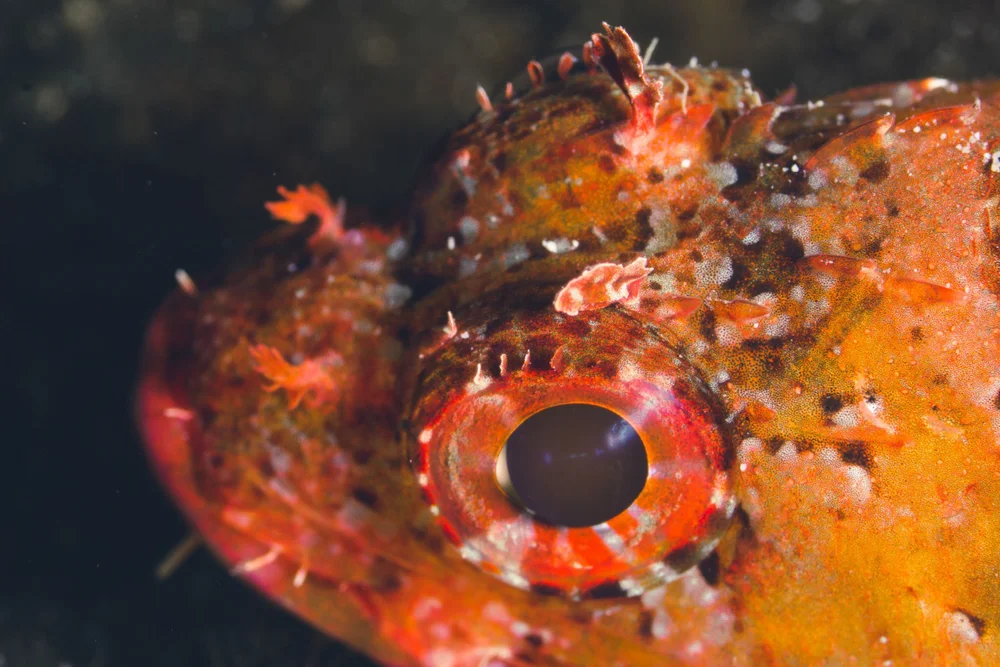 Best Lens for Underwater Photography — Balazs Fodor Photography