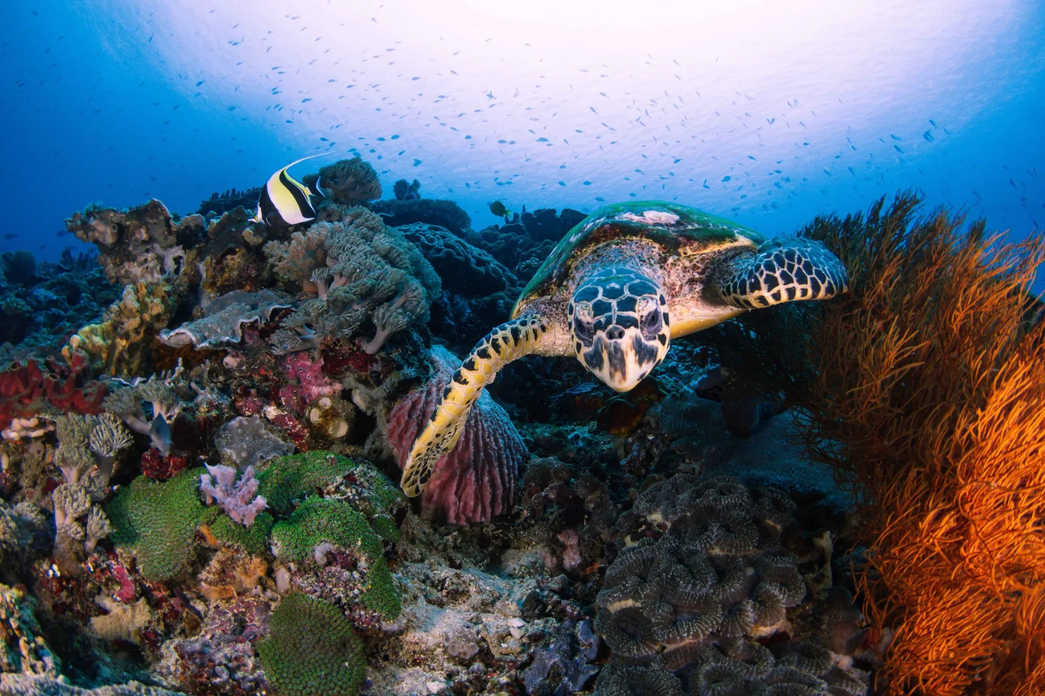 Diving in Nusa Penida & Lembongan: Full Guide — Balazs Fodor Photography