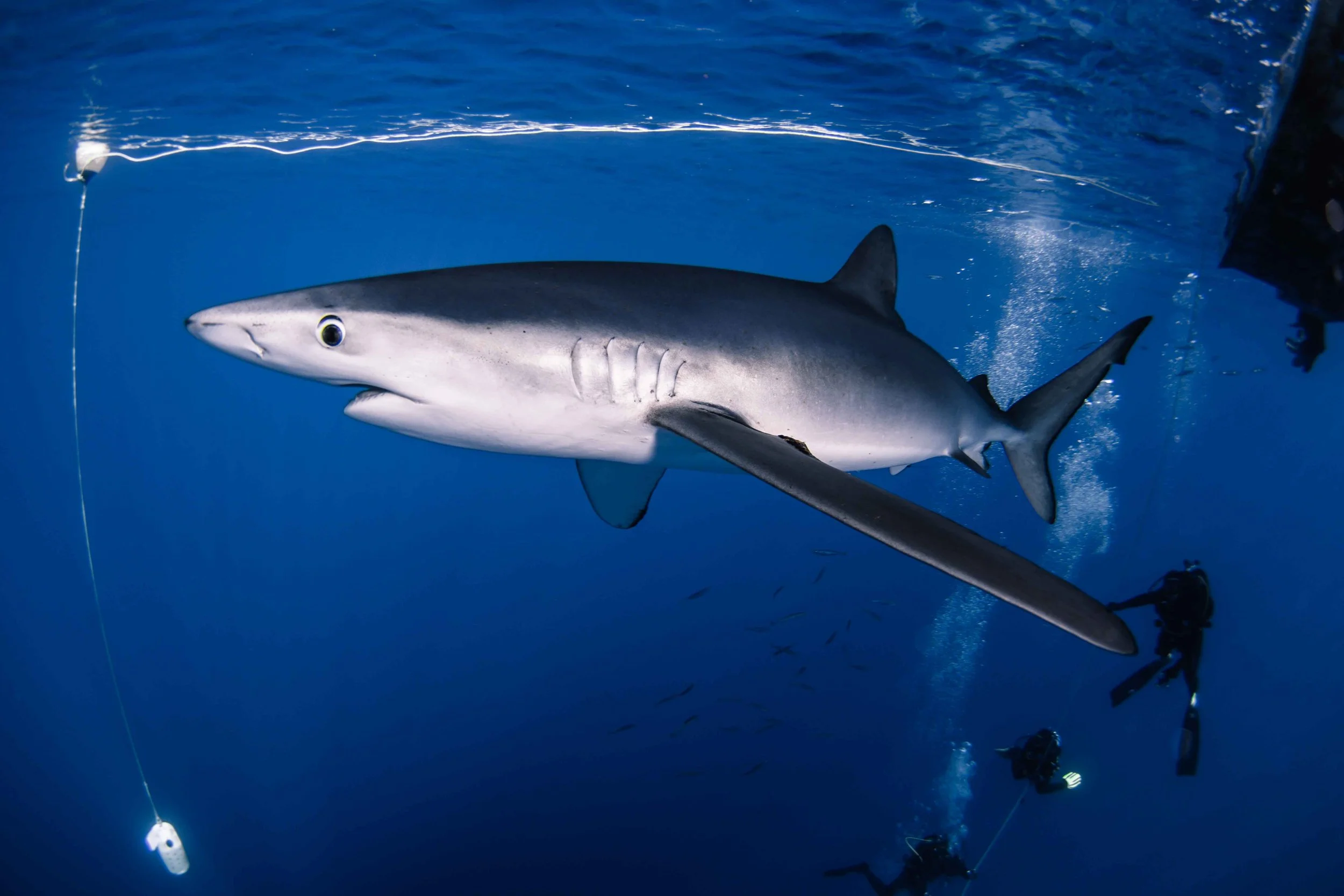 My experience diving Pico Island, the Azores — Balazs Fodor Photography