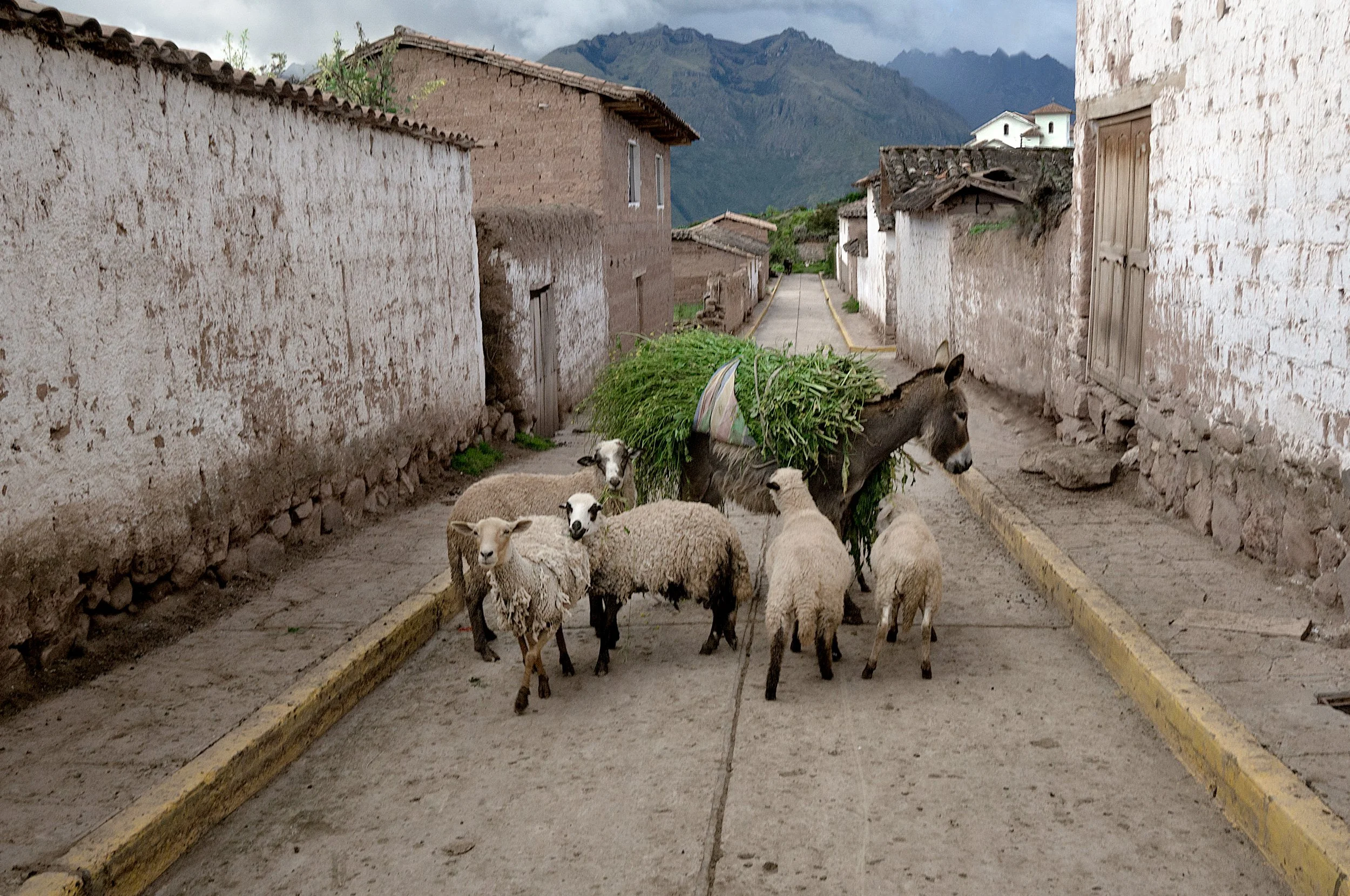 DONKEYS for JANE by Laurence Salzmann — Laurence Salzmann