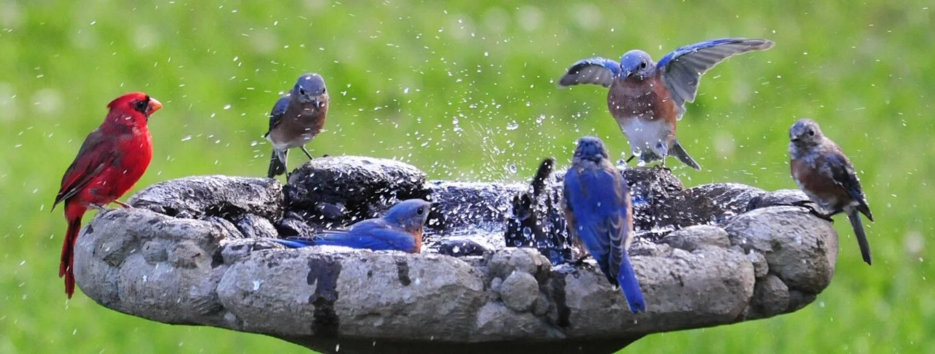Virginia Bluebird Society