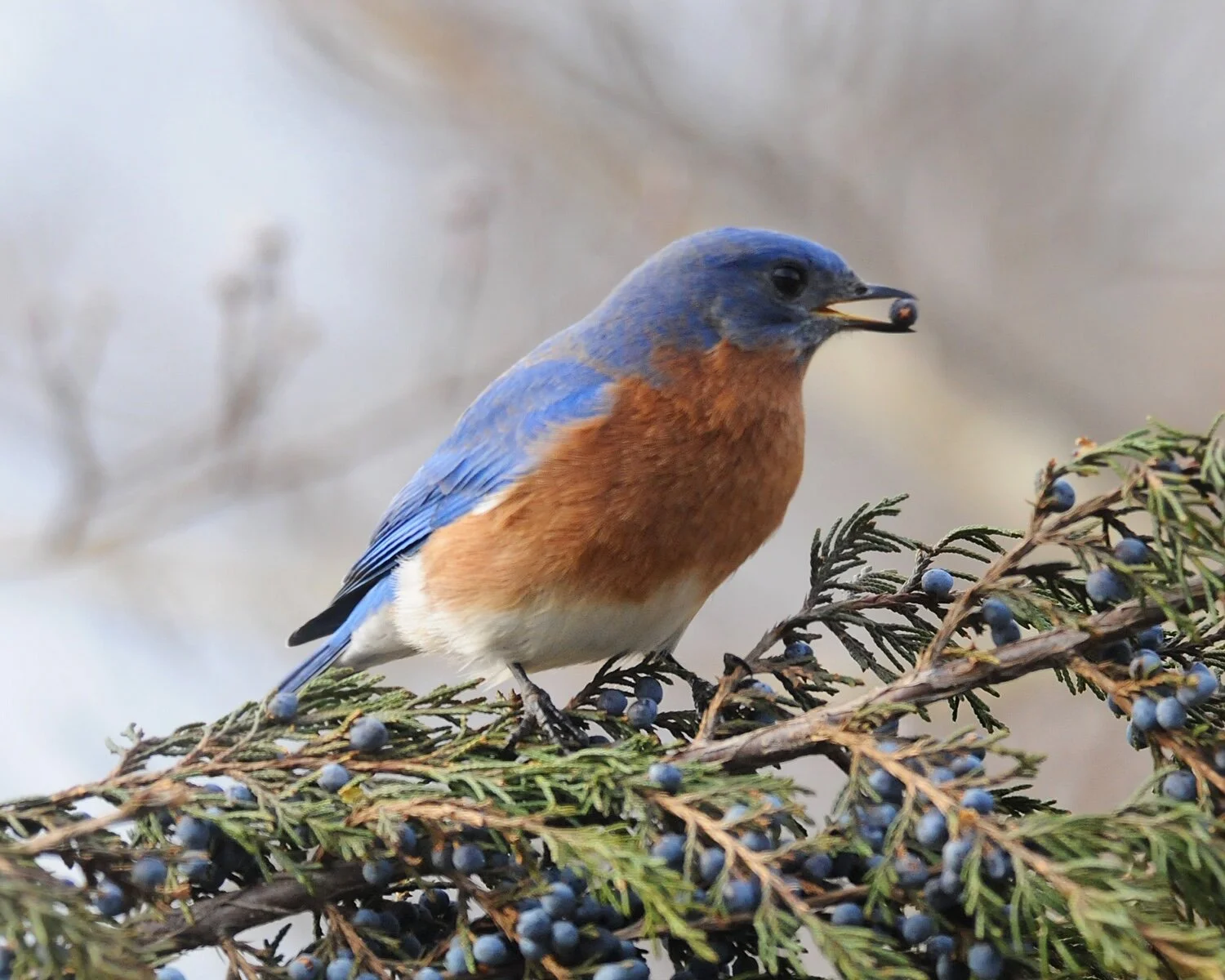 Virginia Bluebird Society