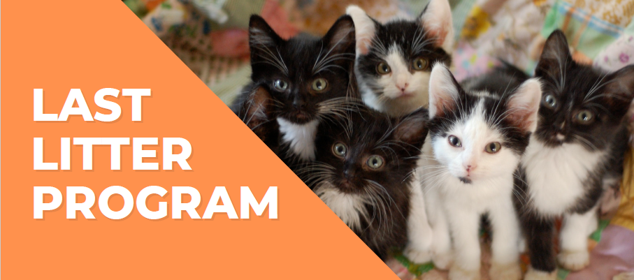 General 4 — Canberra Street Cat Alliance