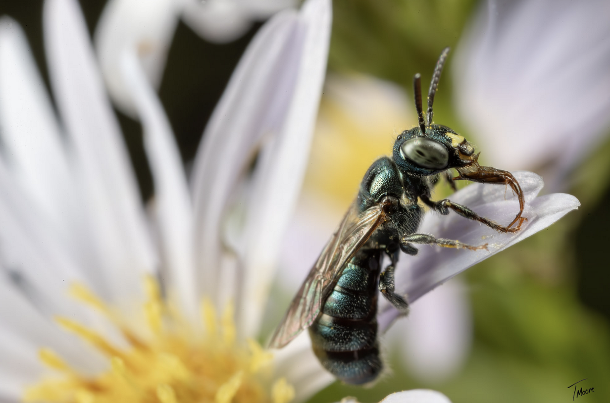 General 2 — Green Bellevue