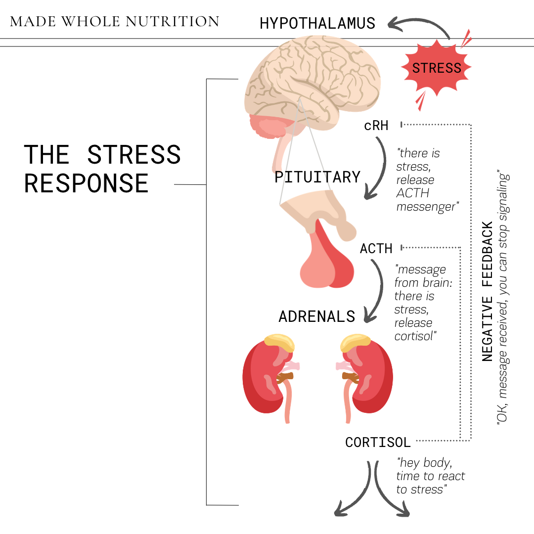 Stress & the HPA Axis (and signs of adrenal fatigue) — Functional ...