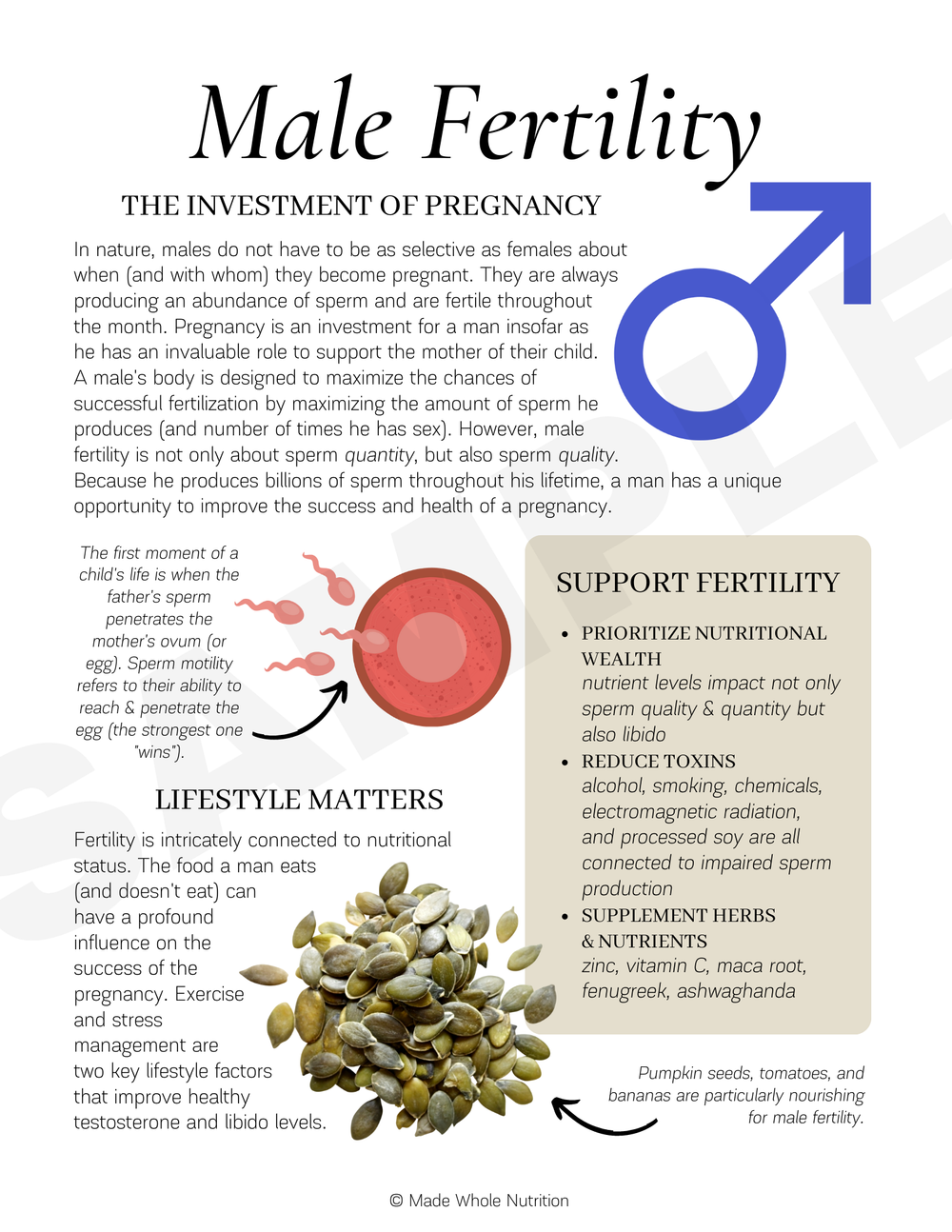 How to Support MALE FERTILITY with Functional Nutrition — Functional ...