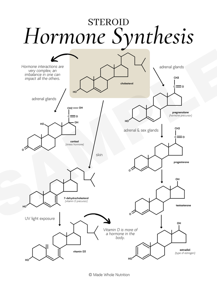 Hormone Hierarchy Handout — Functional Health Research + Resources ...